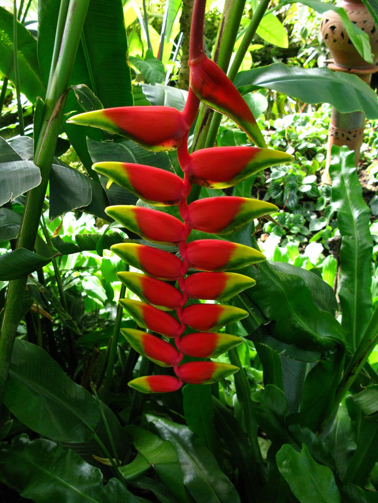 Flores y Palabras: Heliconia rostrata