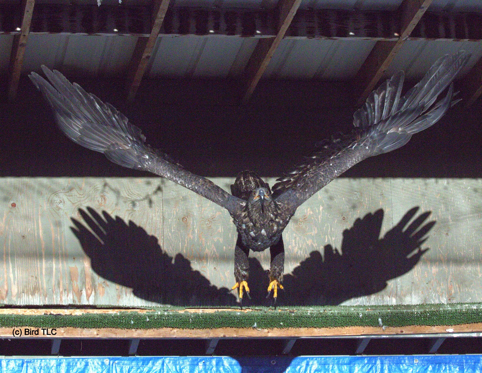 Bird Treatment and Learning Center: November 2014