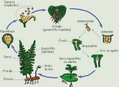 Grupo das Criptógamas