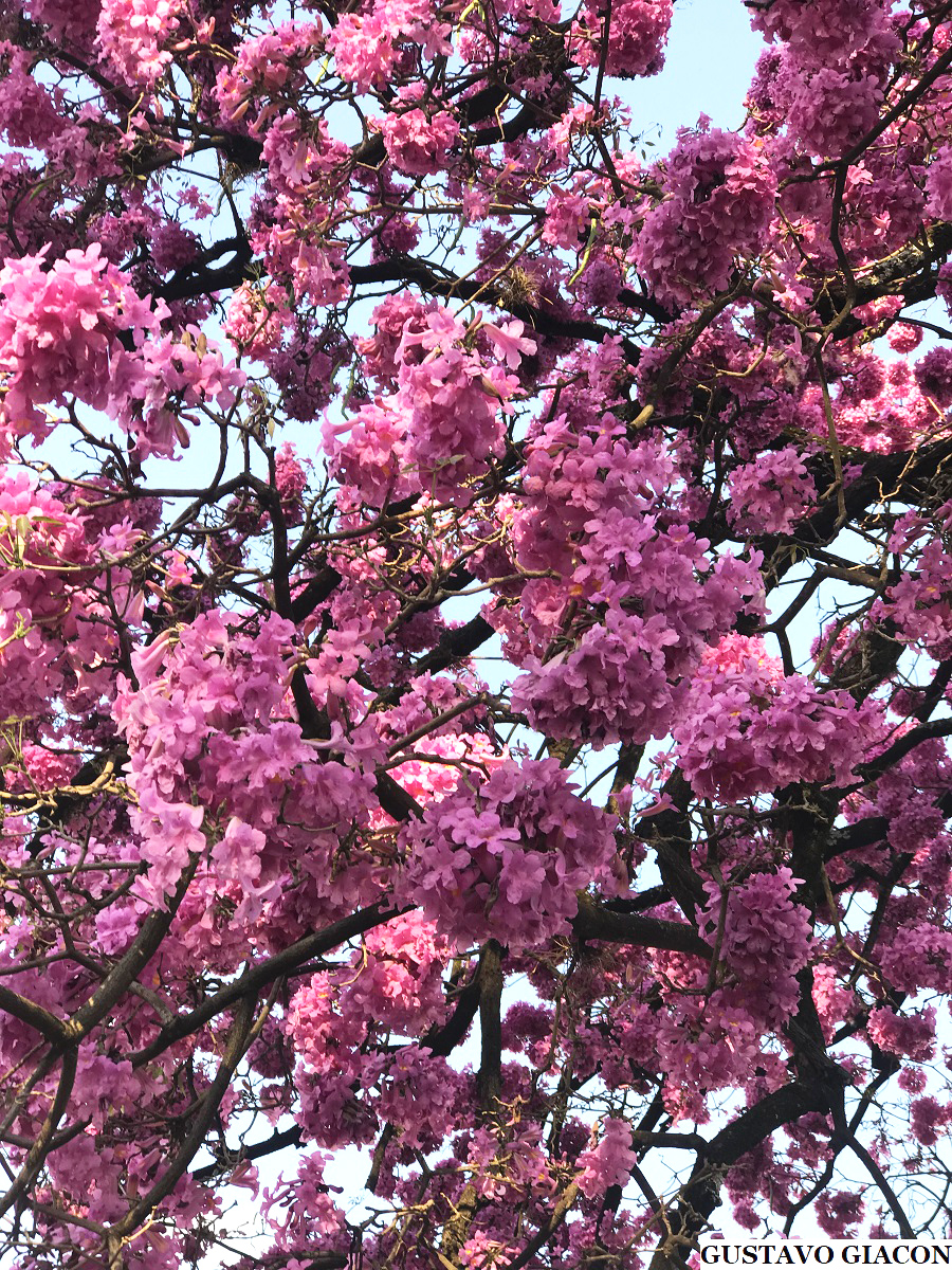 Viveiro Ciprest - Plantas Nativas e Exóticas: Ipê Roxo da Mata ...