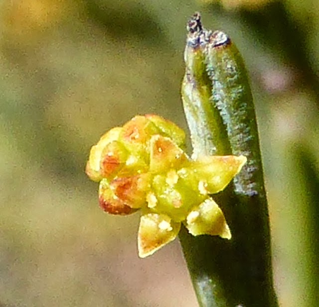 ANPS does the third bit of Nadgigomar