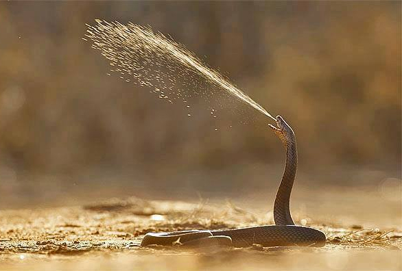 Mekanisme Kerja Neurotoksin Ular - Generasi Biologi