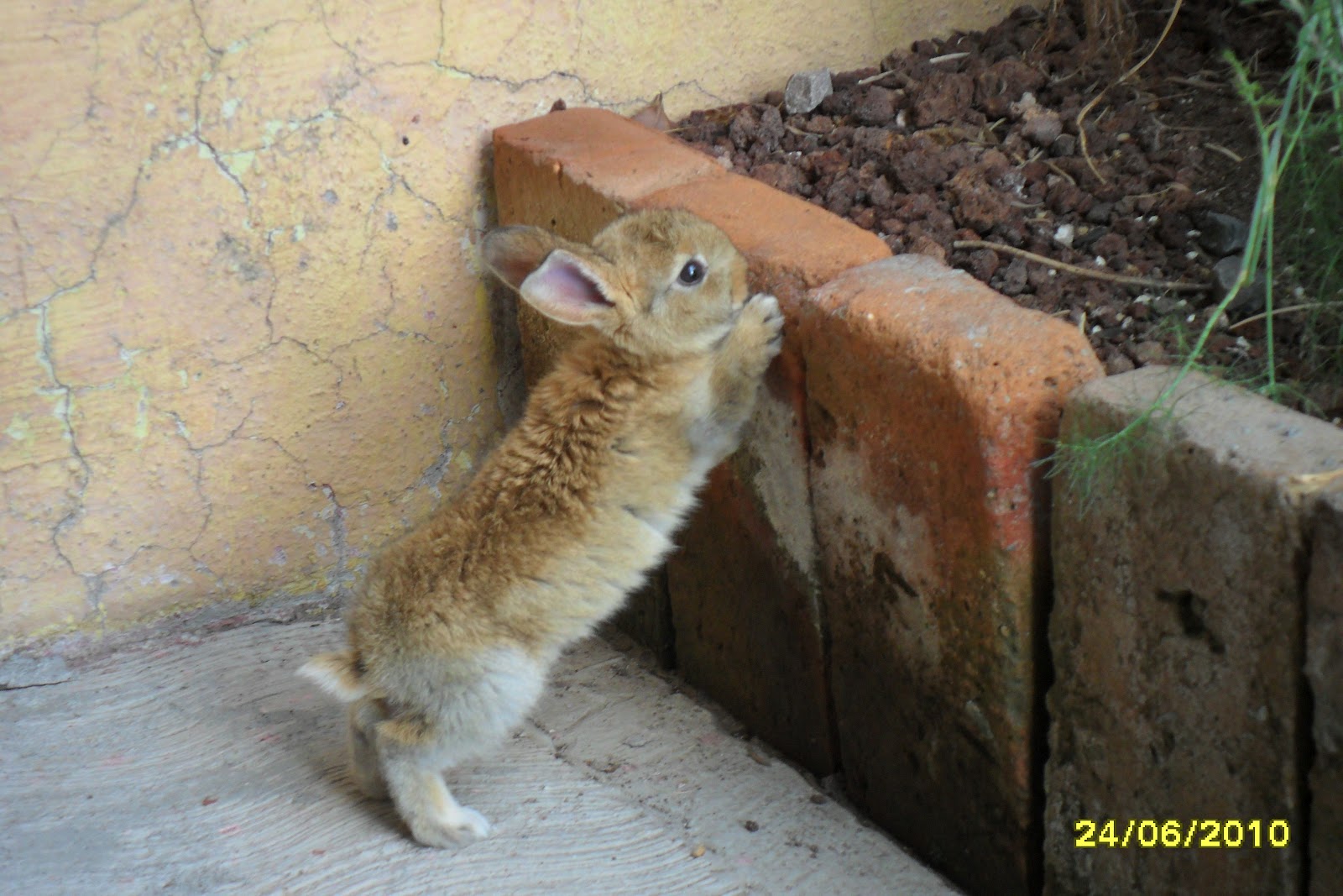 Las mascotas: Canelo mi conejo