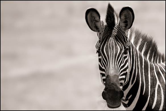 AndreaGulickx-Photography: Black and White Animal Portraits.