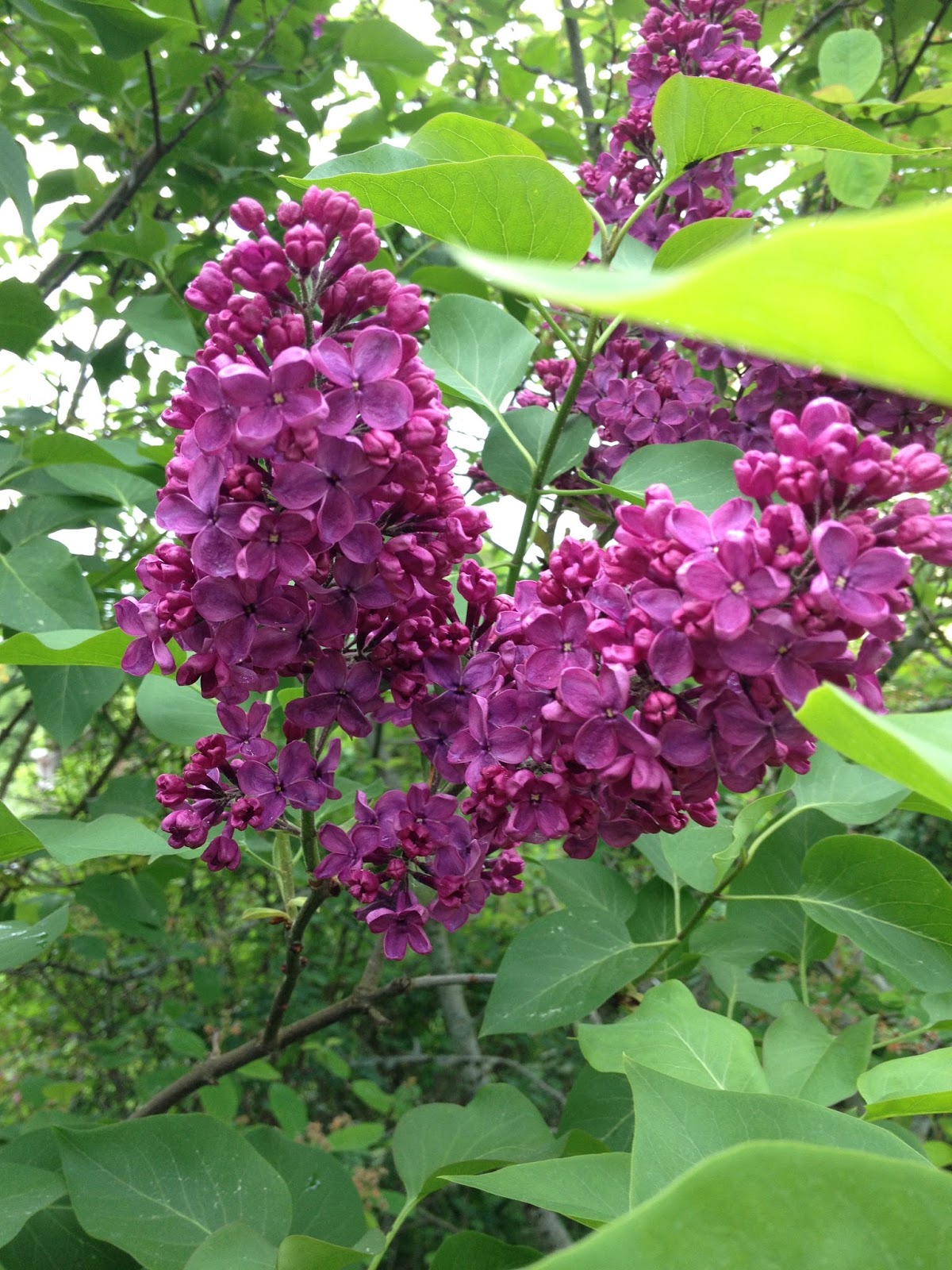 Ängs Gård, trädgård & hantverk: Syrentid