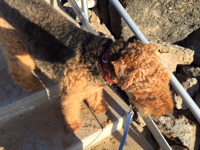 Toby - Airedale