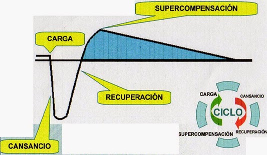 ENTRENAMIENTO DEPORTIVO: PRINCIPIO DE LA SÚPERCOMPENSACIÓN