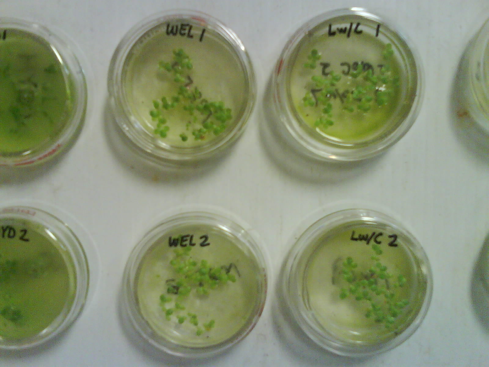 Duckweed Research: More on duckweed inhibitors