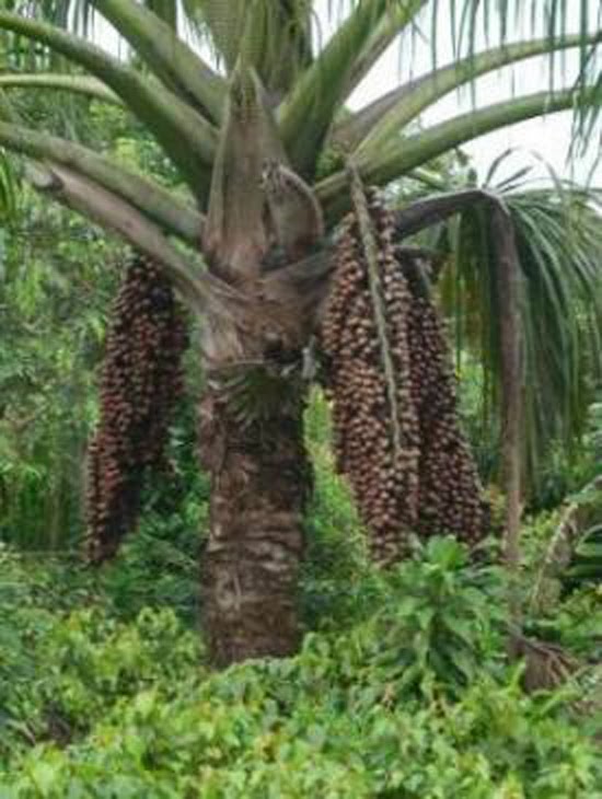 elarbolmiamigo-encinarosa: Mauritia flexuosa / Palma moriche / Moriche ...