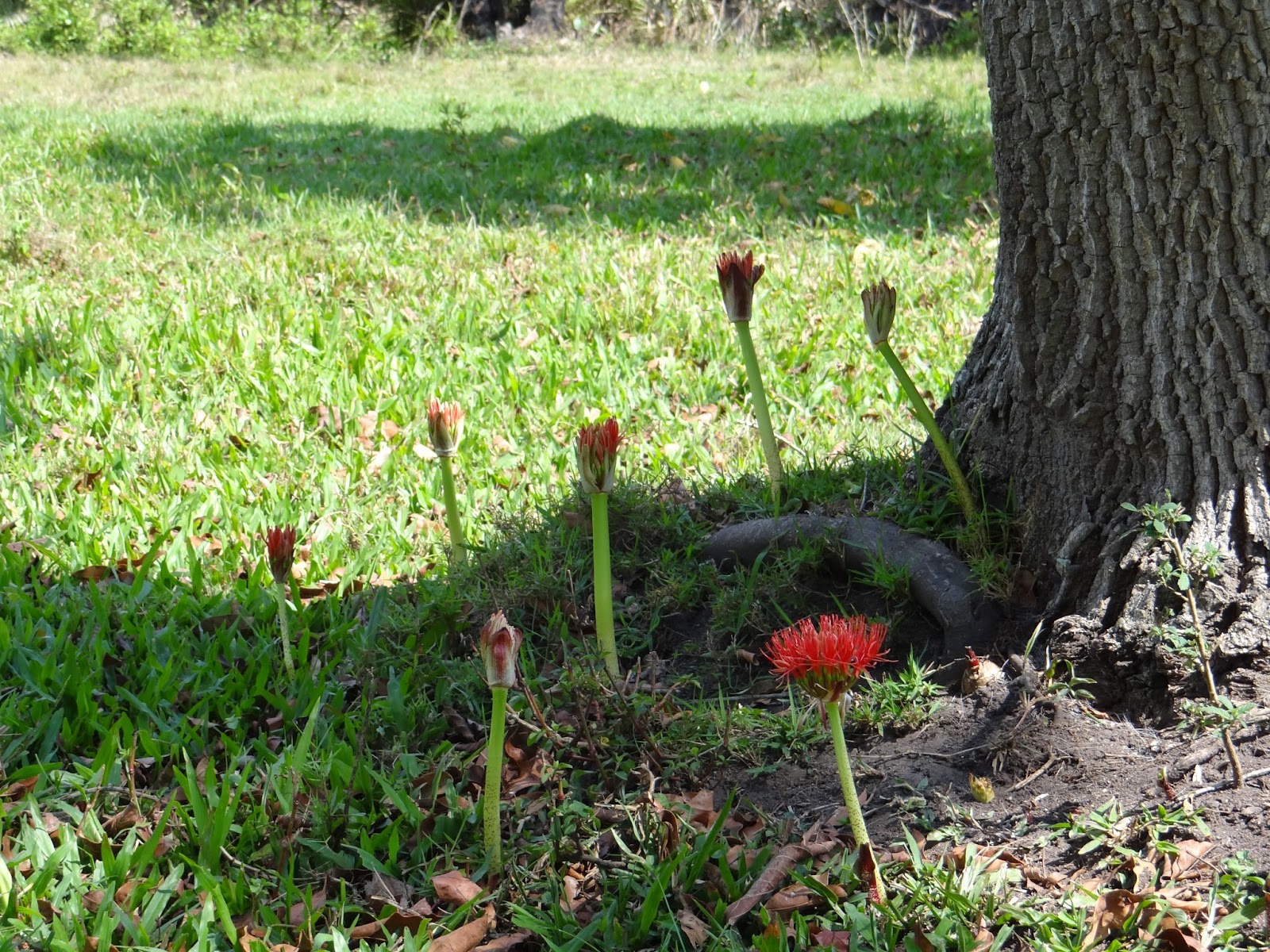 Caerulean Skies: Flora of Uganda
