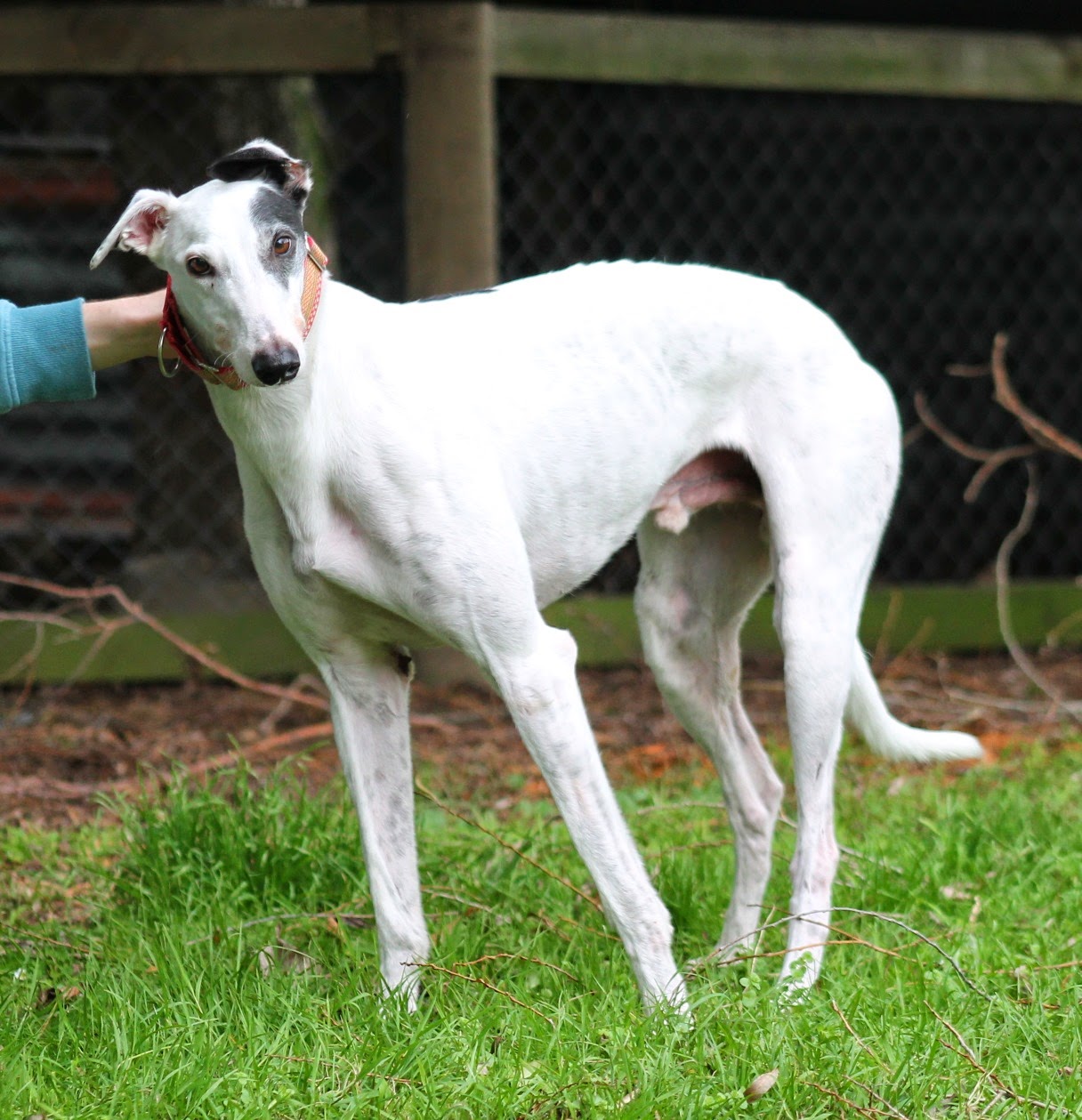 Nightrave greyhounds blog