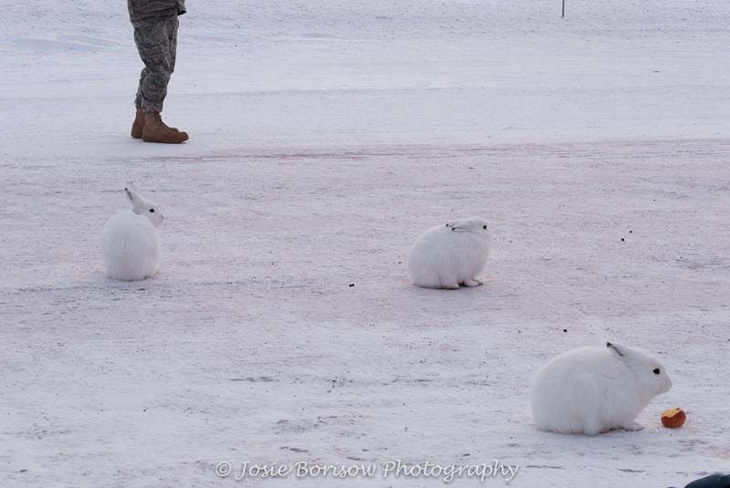 The Arctic Hare | Polar Rabbit