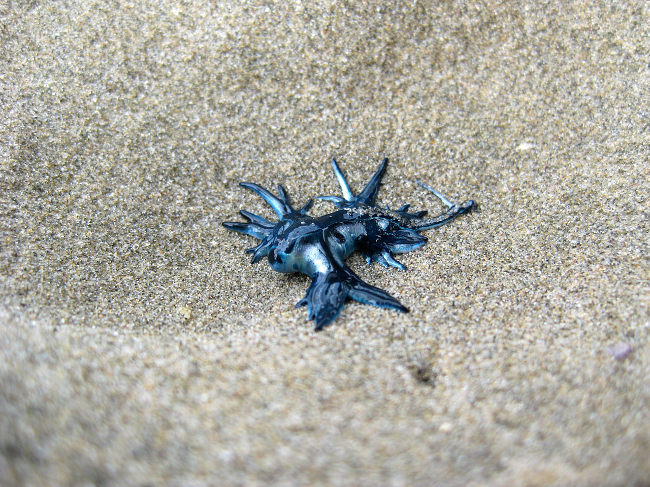 Glaucus atlanticus, The Blue Dragon | New Stylish Wallpaper