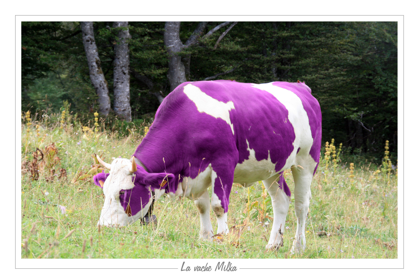 Lady Waterloo: Des vaches et des montagnes.