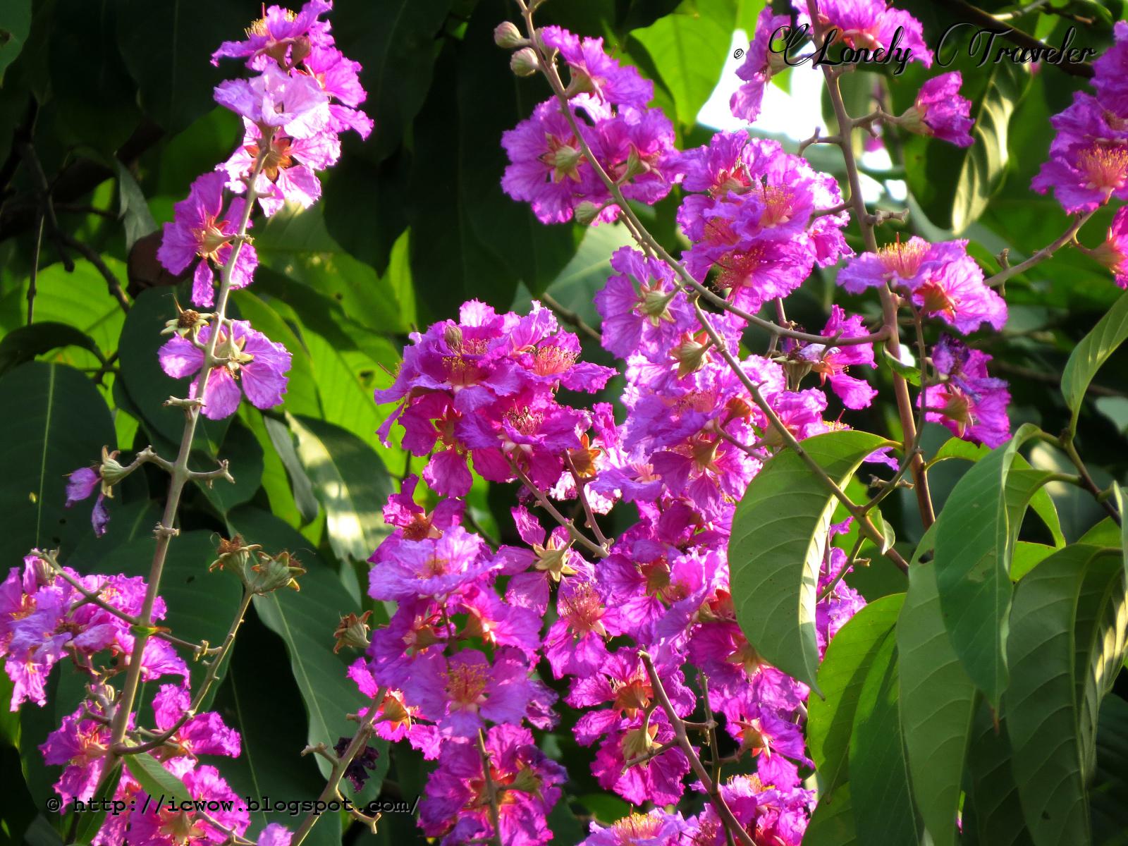 Jarul ful (জারুল ফুল) - Lagerstroemia speciosa