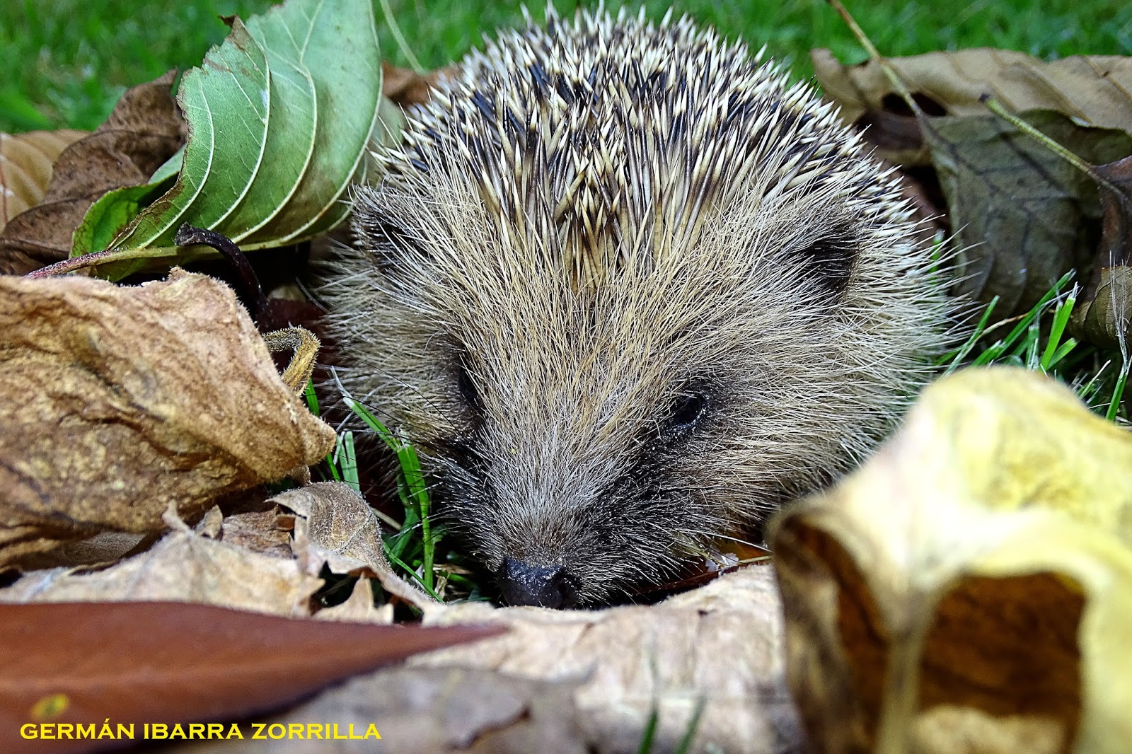 FAUNA COMPACTA el blog de Germán Ibarra Zorrilla: Erizo común ...