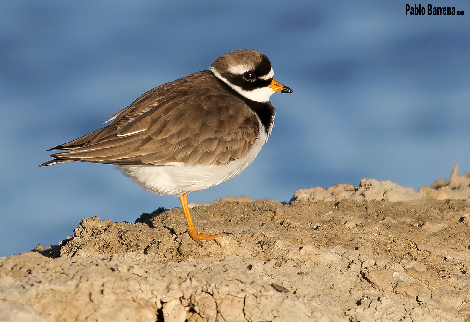 Guía Fotográfica de Aves: Chorlitejo grande - Charadrius hiaticula ...