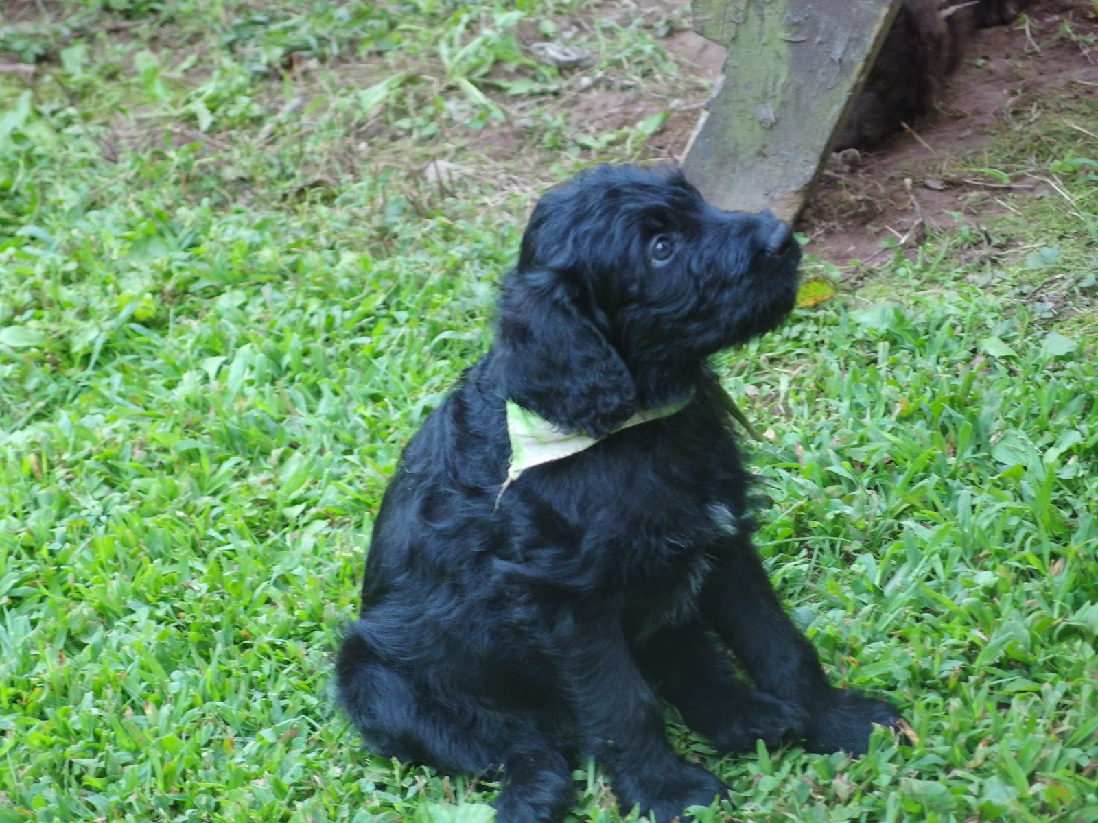 Love Those Puppies: 6 Week Old Puppies!