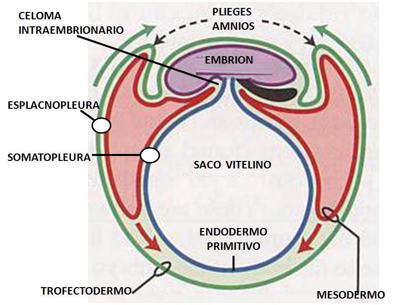 MANUAL DE REPRODUCCION BOVINA: EMBRIOLOGIA