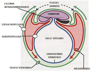 MANUAL DE REPRODUCCION BOVINA: EMBRIOLOGIA