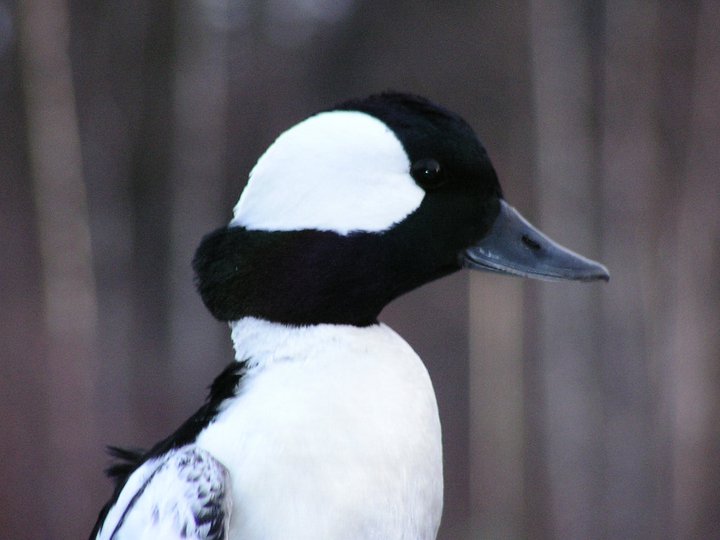 Yukon Bird Observatories: May 2011