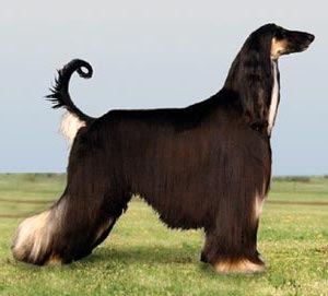 La Raza de Perro Lebrel Afgano | Blog Perro