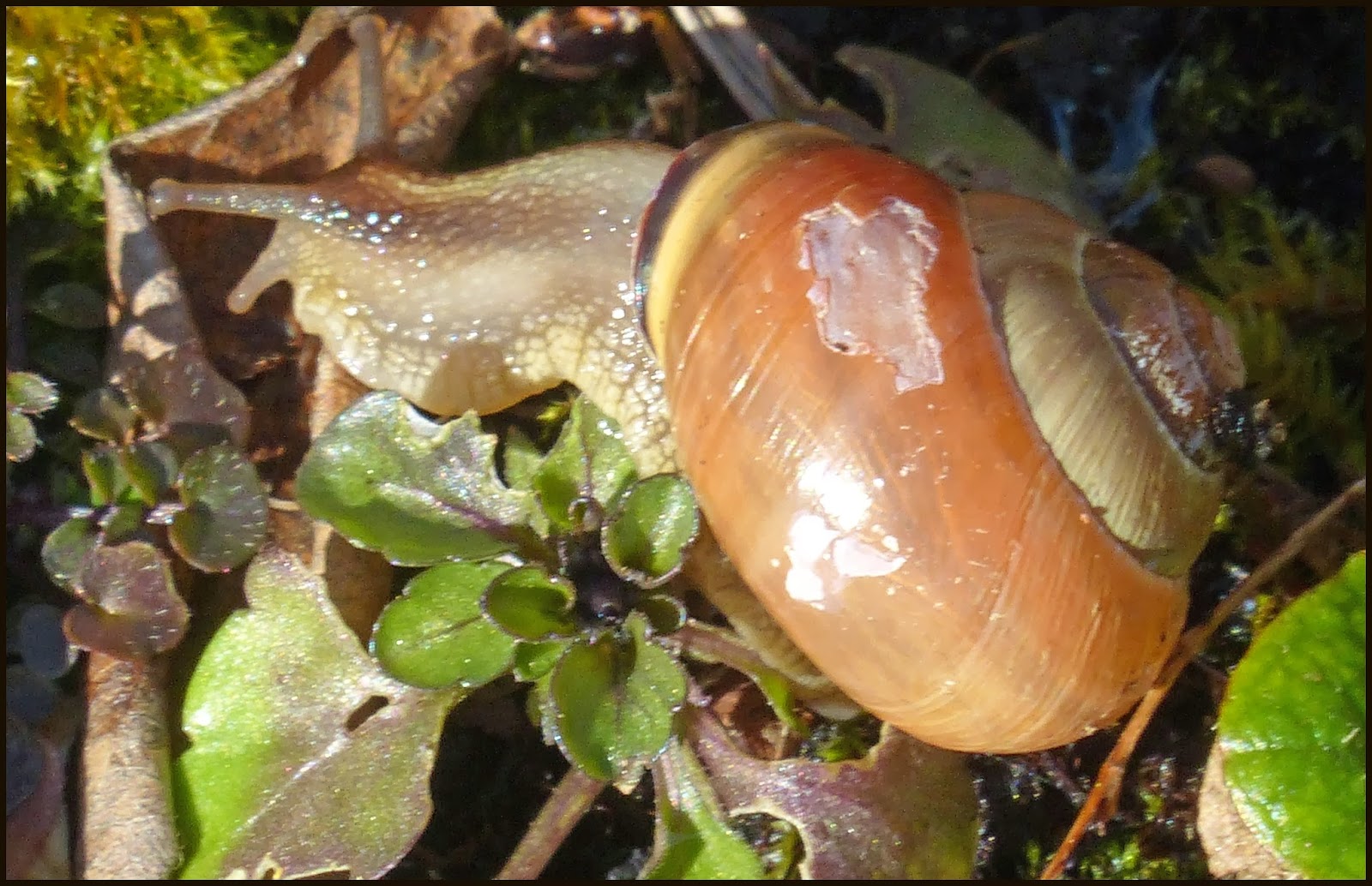 Wild and Wonderful: 'I'm Following a Tree' Project ... and you can join ...