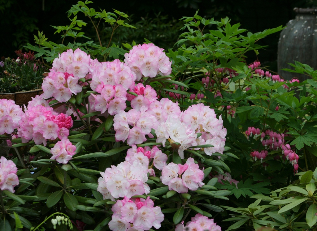 Our Garden Journal: Rhododendron "Pink Pearl"