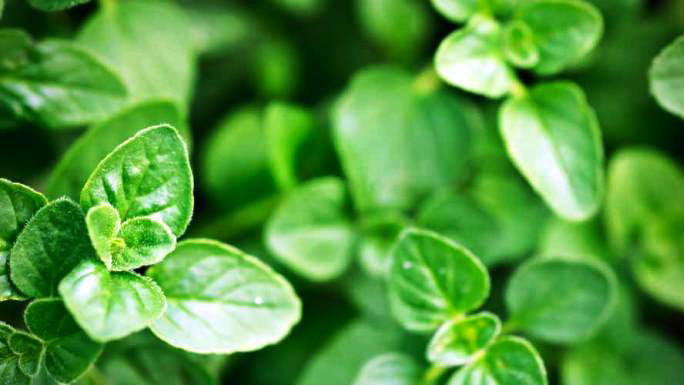 Η ελληνική ρίγανη μπορεί να σώσει τον πλανήτη από την Κλιματική Αλλαγή