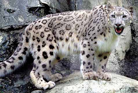 Animals & Friends: SNOW LEOPARD