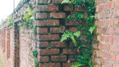 NederlandseVarenVereniging: Muurplanten, varens
