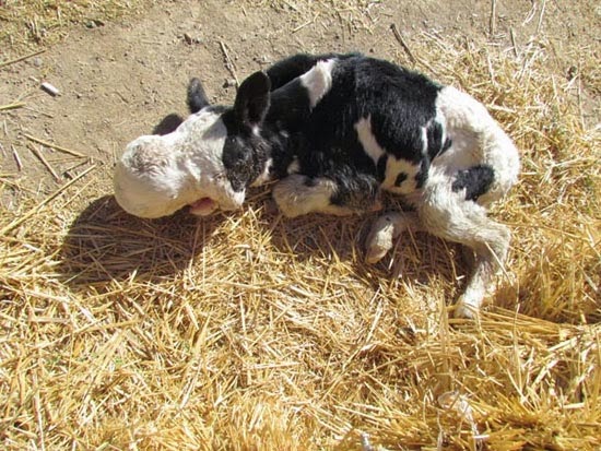 picture and funny: Strange creature deformed