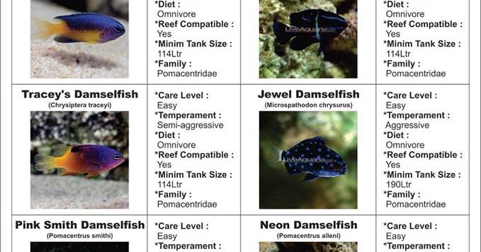 hardy boy: Coral Reef Fish Names