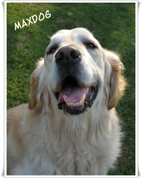 LIVING LIFE TO THE MAX: MAXDOG's a BUZZ OF EXCITEMENT!