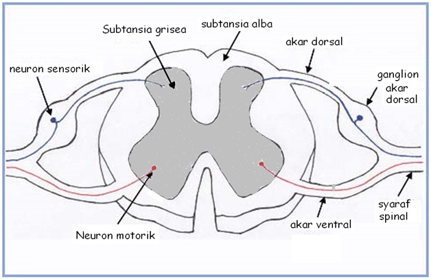 JALUR SYARAF DI VERTEBRAE - Biology Page