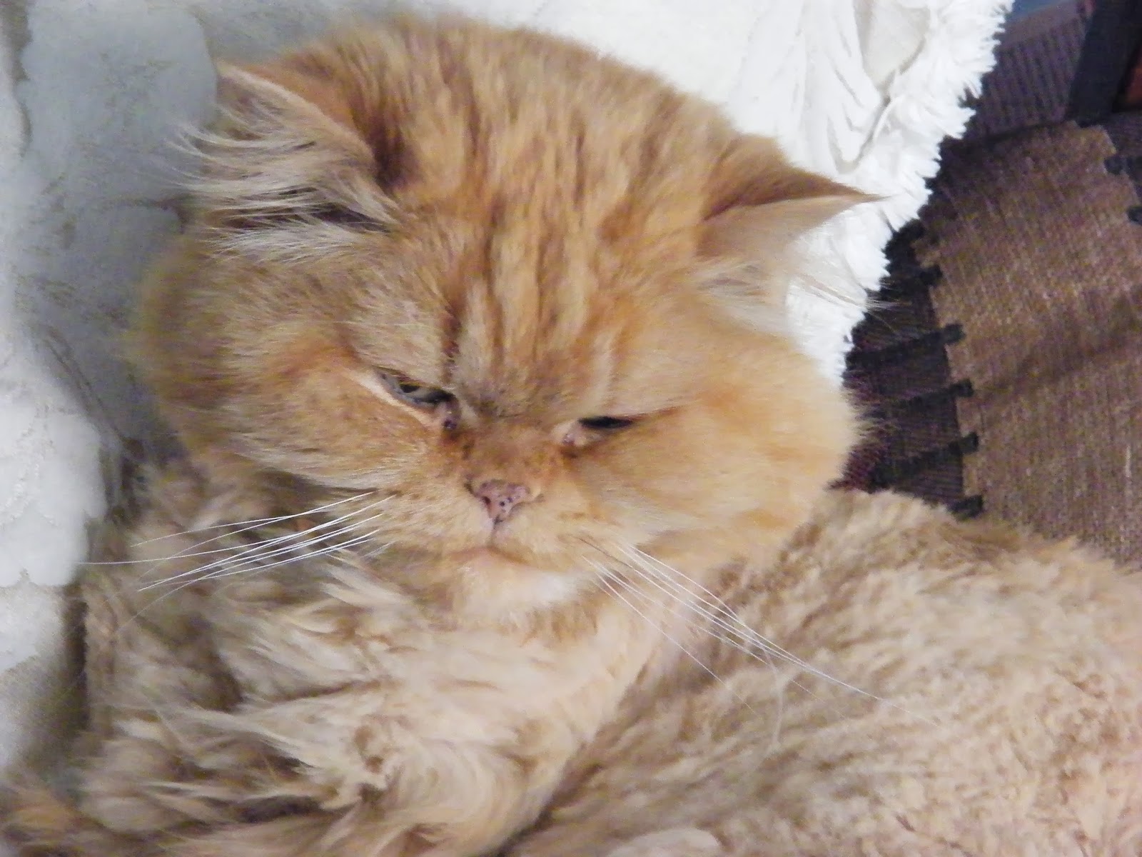 Angel Ginger Jasper: Our tribute : Farewell our beautiful sweet boy xxxxx