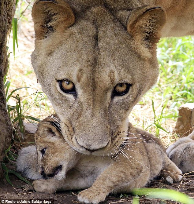 White Wolf : Adorable cub triplets step out of den in Colombian ...