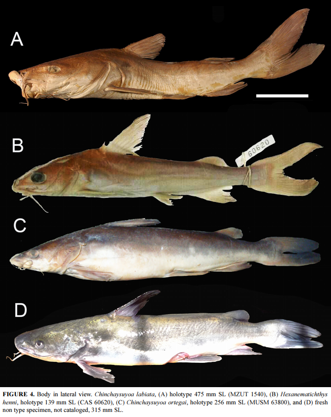 Species New to Science: [Ichthyology • 2019] Chinchaysuyoa gen. nov ...