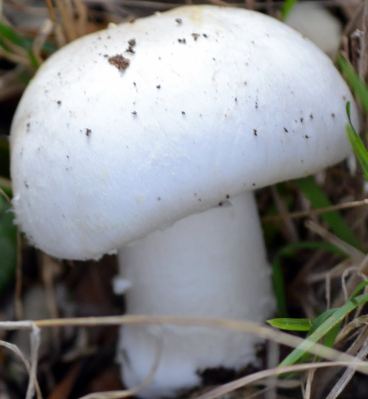 EN EL MONCAYO: Agaricus sp.