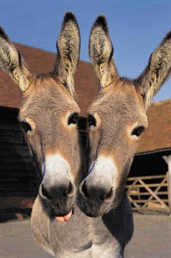 Amazing Photographs Wiki: Two Headed Animals Collection-2