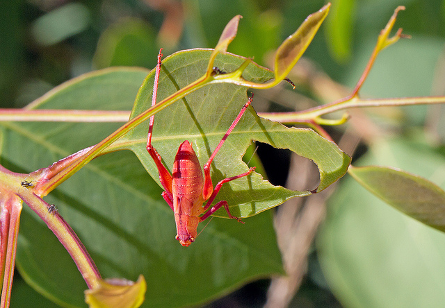The Extraordinary Pink Katydid | The Ark In Space