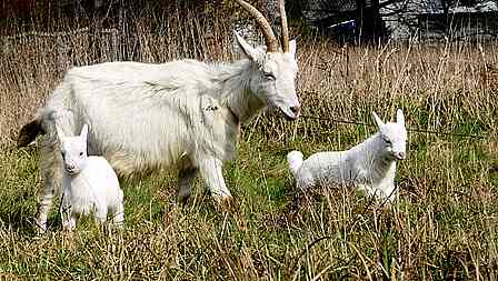 Zdrowie z roślin: Mleko kozie doskonała alteratywa
