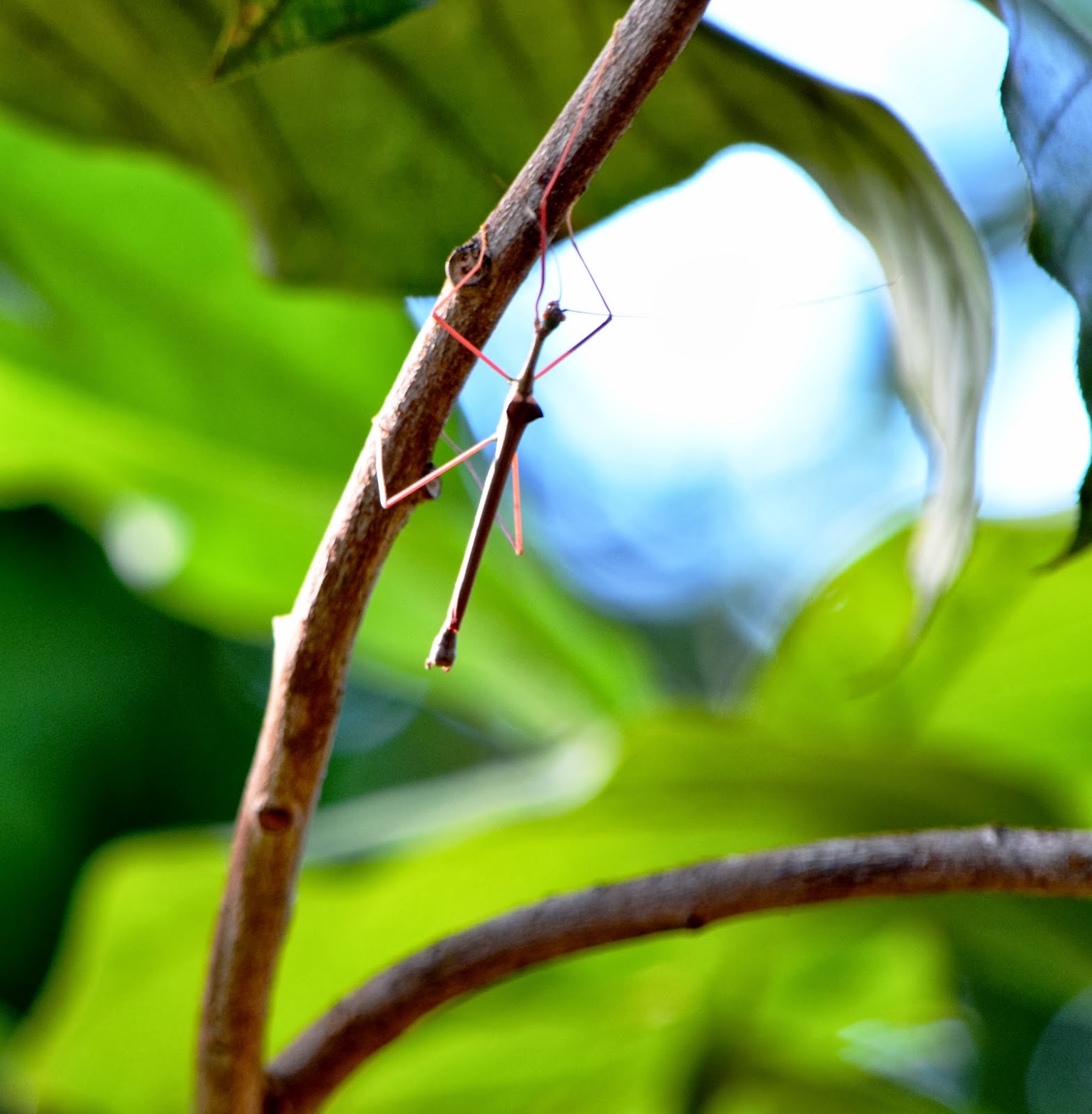 The Kambatik Park, Bintulu.: Insect world