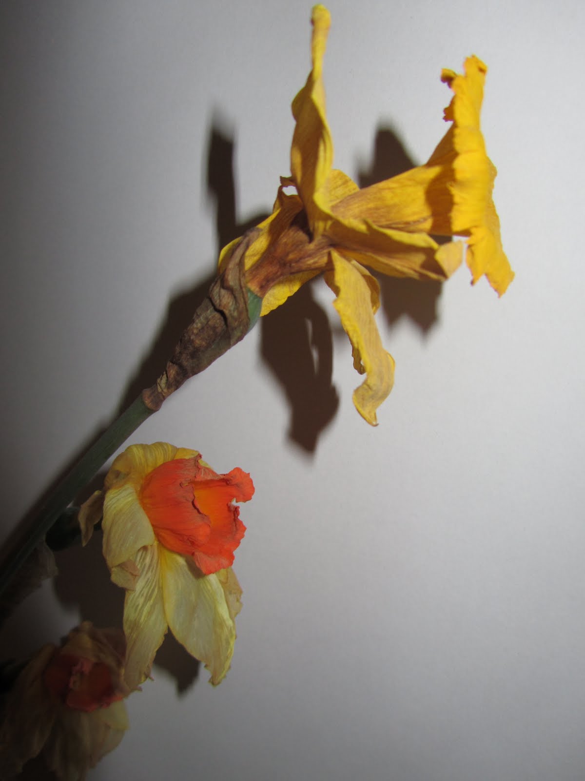 Design Practice: The Decomposition of a Flower.