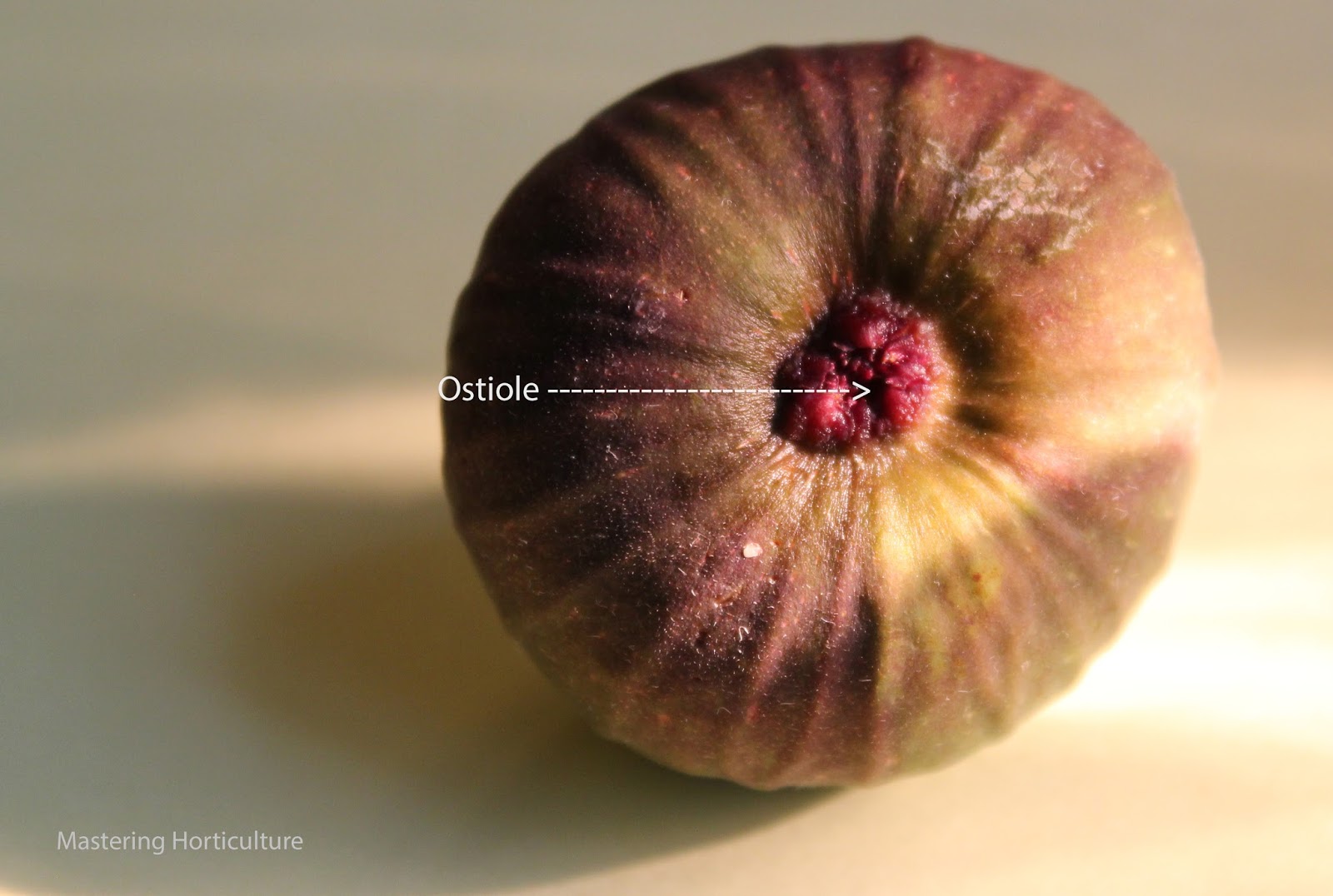 Mastering Horticulture: Have You Really Seen a Fig Flower?