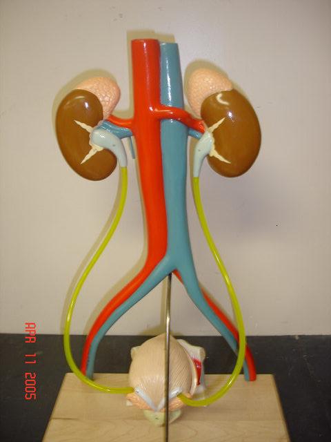 Urinary System Model For Kids
