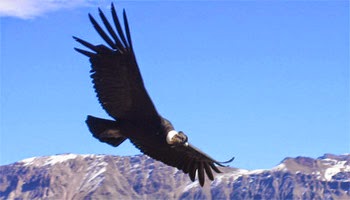 Kondor Andes, Sang Penguasa Langit Amerika Selatan | RE Tawon