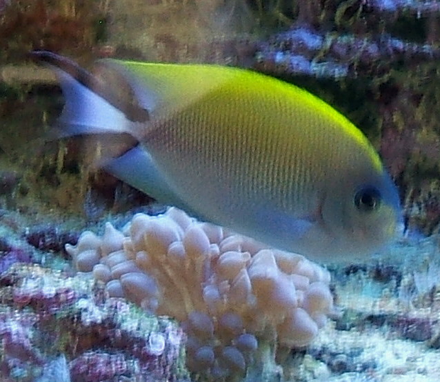 Japanese Swallowtail Angelfish - Aquarium fish