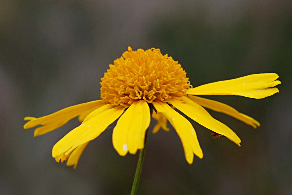 Space Coast Wildflowers: Wildflower Portraits