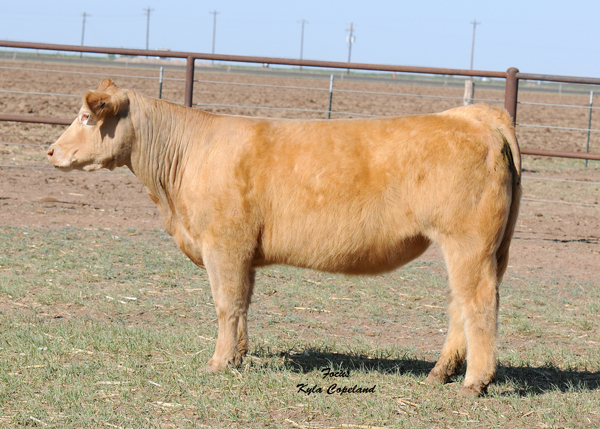 Lautner Farms: Brian Martin Show Cattle Volume III Online Sale